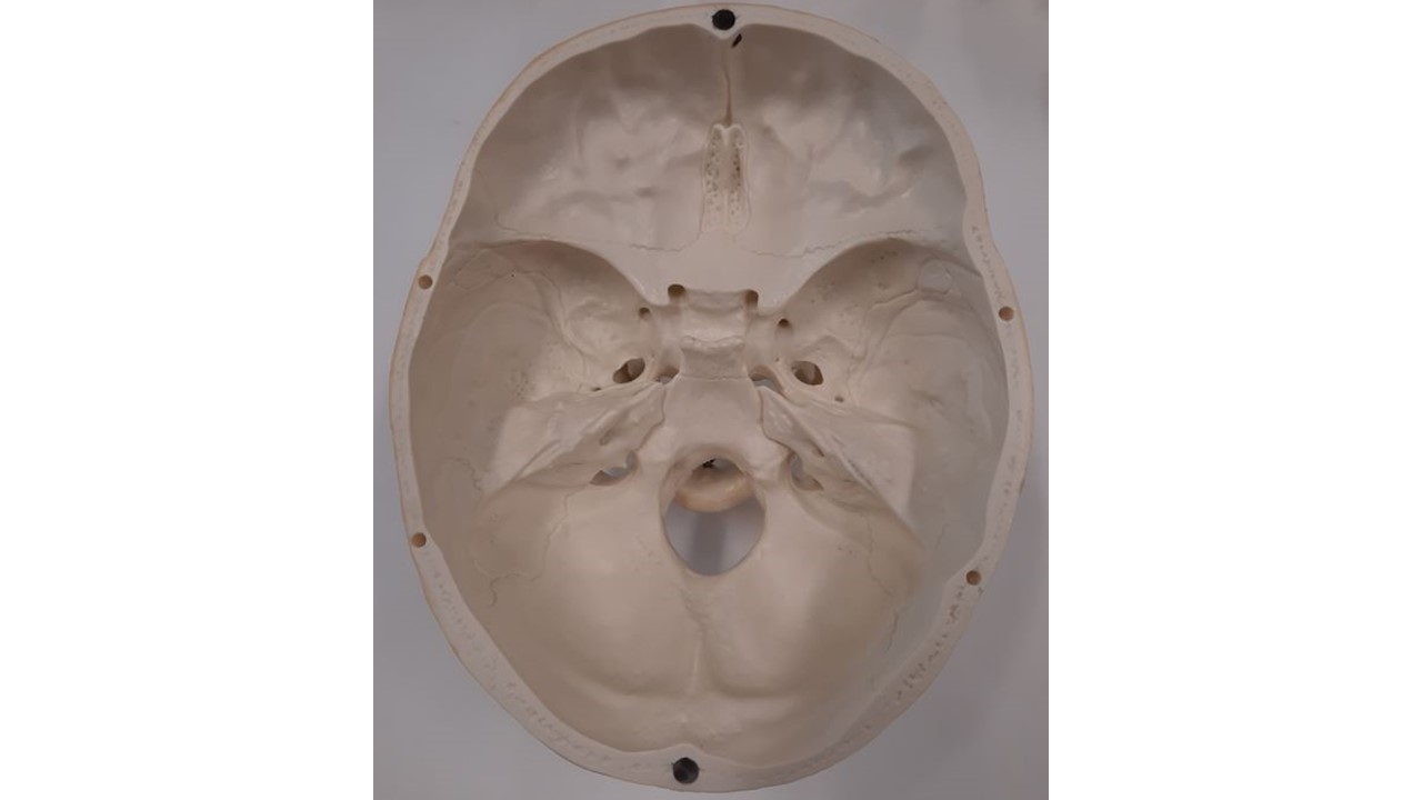 A Toolkit to Examine the Skeletal System | OERTX