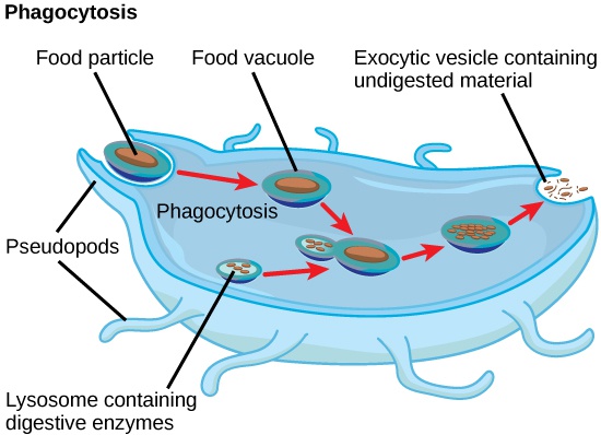 Biology, The Cell, Cell Structure, The Endomembrane System and Proteins ...