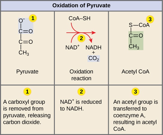 Biology, The Cell, Cellular Respiration, Oxidation of Pyruvate and the ...