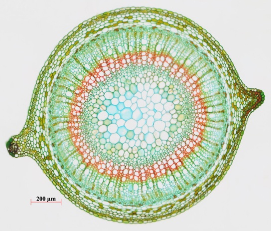 Biology, Plant Structure and Function, Plant Form and Physiology, Stems ...