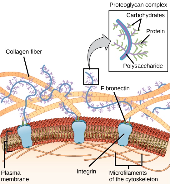 Intermediate Filaments In An Animal Cell